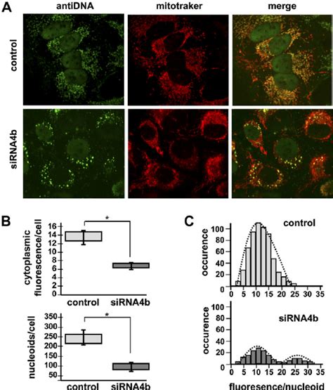 Mtdna And Nucleoid Distributions Are Dismantled By Opa1 Exon4b