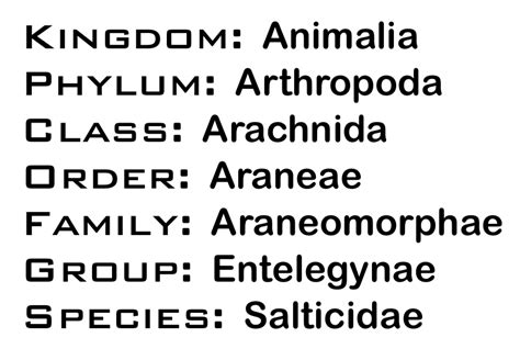 Taxonomy The Jumping Spider Resource
