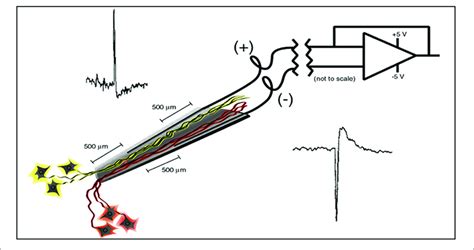Schematic Of The Neurotrophic Electrode Illustrates A Hollow Glass