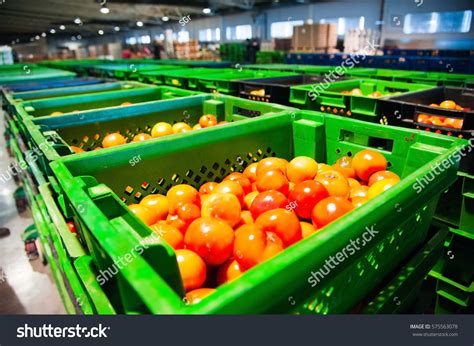 Sorting Of Tomatoes In Factory Over Royalty Free Licensable Stock Photos Shutterstock
