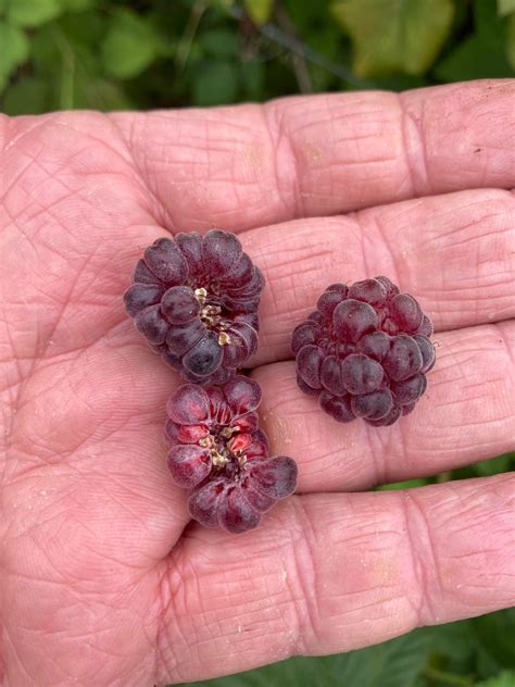 Raspberry Pruning Guide General Fruit Growing Growing Fruit