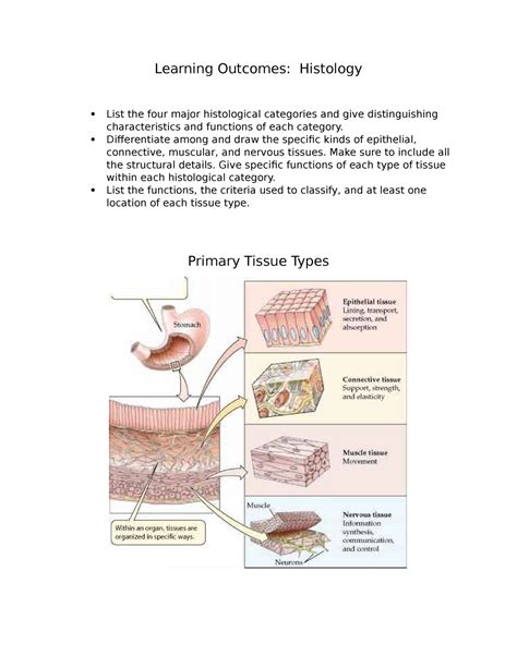 Histology Tissues Notes Learning Outcomes Histology List The Four Major Histological Studocu