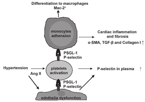 Platelet Activation And Endothelial Dysfunction Platelets Are