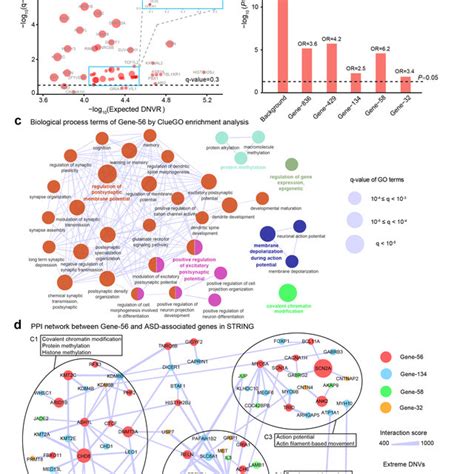 Potential Genetic Rules Underlying The Oligogenic Model Of Asd A Download Scientific Diagram