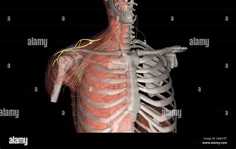 The Suprascapular Nerve Is The Lateral Branch Of The Superior Trunk Of The Brachial Plexus Stock