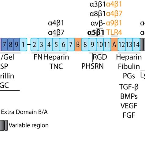 Fibronectin Linear Structure Schematic Representation Of The Linear Download Scientific