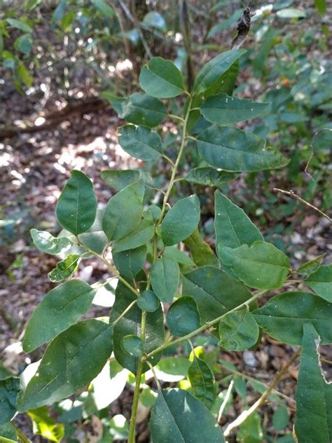 Monococcus Echinophorus From Takura Qld 4655 Australia On May 26 2021 At 09 06 Am By Tony Van