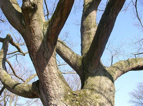 Tree Crotch Aesthetic Log Branches Free Image From Needpix Com