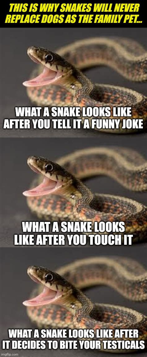 Funny Snake Memes