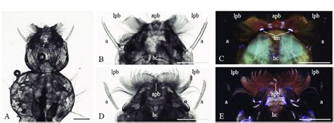 Morphology Of The Cephalic Region Of Ae Albopictus Fourth Instar Download Scientific Diagram