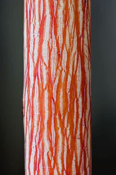 Tree Bark Offers Color Texture And Pattern Garden Design