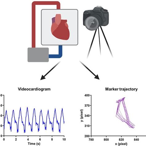 Experimental Overview Of Video Acquisition And Kinematic Analysis