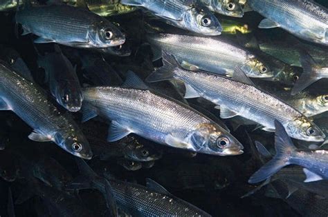 В Росрыболовстве задумались об отмене запрета на вылов байкальского ...