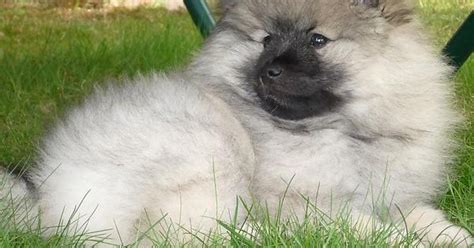 mr fuzzy face imgur