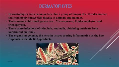 Dermatomycosis Pptx