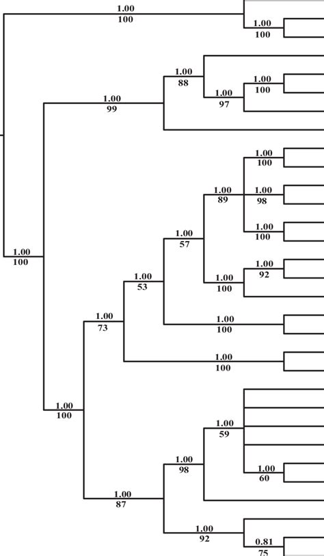 bayesian majority rule consensus tree of mitchella inferred from
