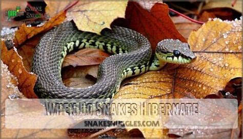 When Do Snakes Hibernate Facts About Timing And Survival Explained