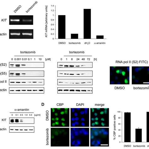 bortezomib induces apoptosis in gist cells download scientific diagram