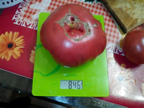 Томат Любимый Праздник Характеристика Фото – Telegraph