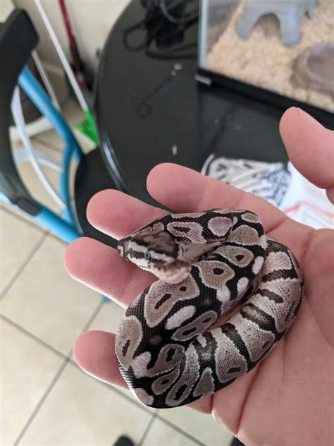 Stormtrooper Ball Python Sculpture I Made R Ballpython