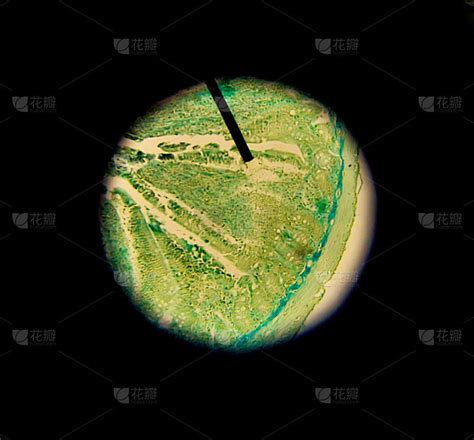 用显微镜观察人体细胞。