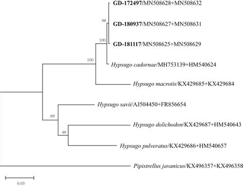 maximum likelihood phylogenetic tree based on concatenated nucleotide