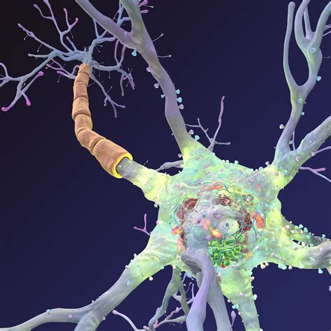 Neuron 3D Model $139 - .ma .fbx .obj .c4d - Free3D