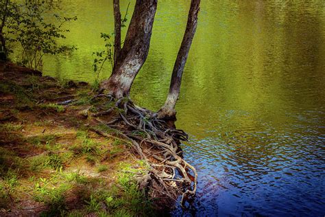 Long Roots Photograph By Lilia D Pixels