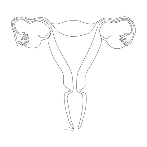 Reproductive System Drawing