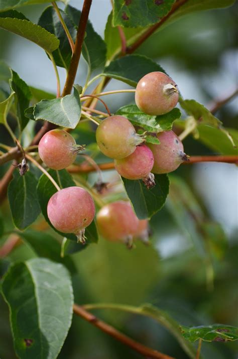 Malus × ‘royal Ruby Purdue Arboretum Explorer