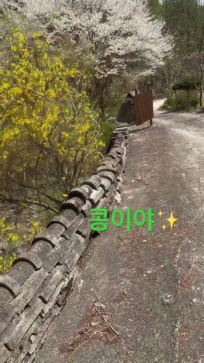 콩이와 산책 개나리와 벗꽃 🌟 Youtube