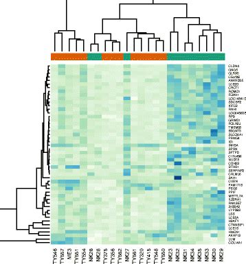 Hierarchical Clustering Heat Map Demonstrating The Expression