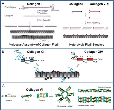 Schematic Of The Collagen Structure A The Homotypic And Heterotypic