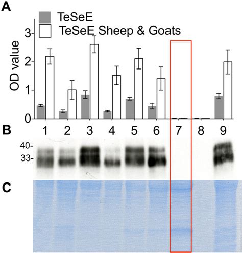 Detection Of Prp In Goat Brain Homogenates Sample 7 Red Box The Download Scientific Diagram