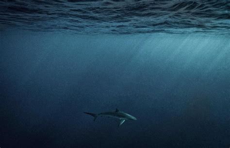 The Hunter And The Void Rthalassophobia