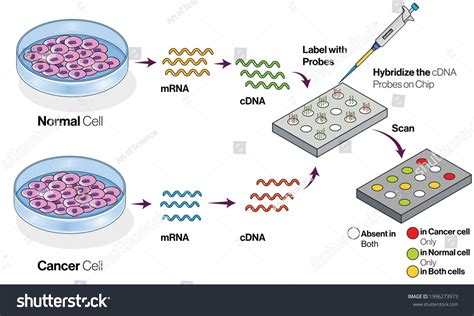 Illustration Microarray Technology Process Stock Vector Royalty Free