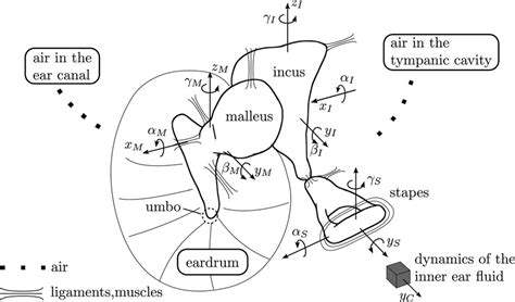 Elastic Multibody System Of The Human Middle Ear And Its Adjacent Download Scientific Diagram