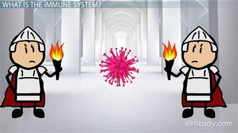 Third Line Of Defense In The Body Overview System Function