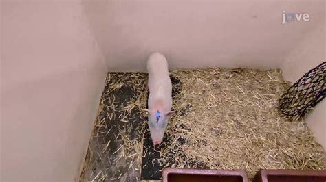 Video Subdural Implantation Of A Soft Electrocorticography Array For Cortical Electrophysiology