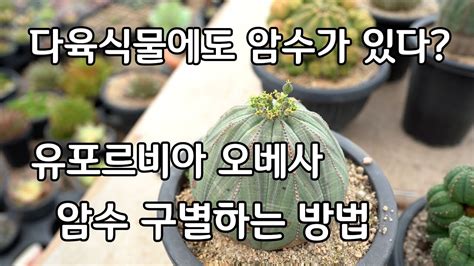다육이 번식 키우기 다육식물에도 암수가 있다 유포르비아 오베사 Youtube