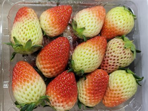 수출 딸기 더 맛있게 잘 익은 상태로 보낸다
