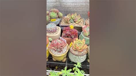 날씨가 눈이오려나봐요 이쁜 다육이보시고 행복한주말 보내세요 Youtube