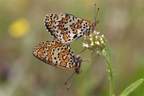 6 Basic Butterflies Behavior To Become A Better Watcher Bugsnroses Net