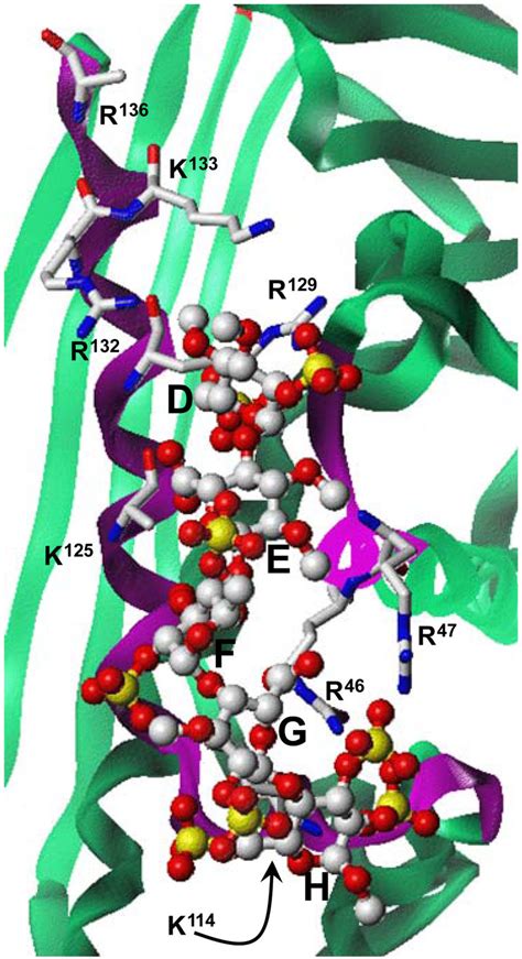 Close Up View Of The Heparin Binding Site In Antithrombin Download Scientific Diagram