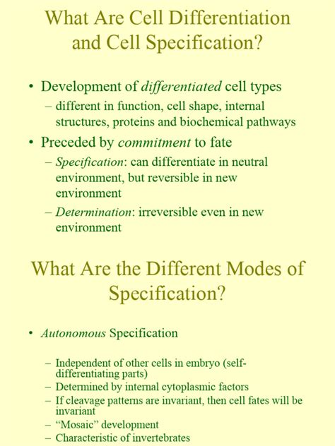 4 Specification I 11 Pdf Stem Cell Cell Potency