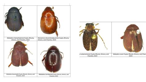 Six New Scarab Beetles Discovered In India