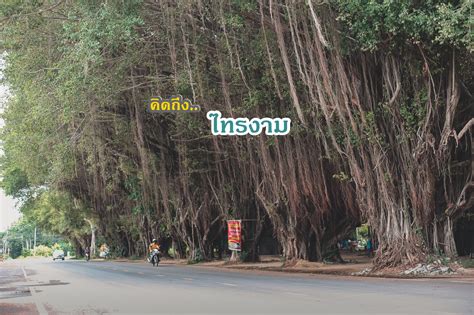ไทรงาม ที่นี่ กำแพงเพชร