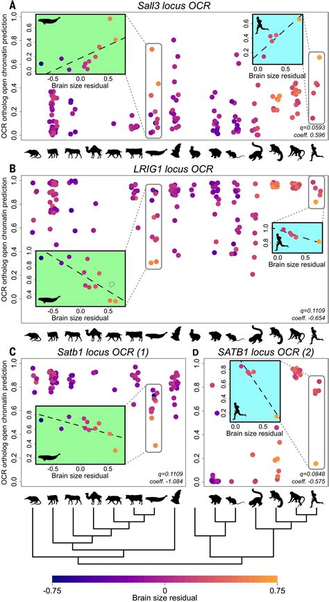 Relating Enhancer Genetic Variation Across Mammals To 60 Off