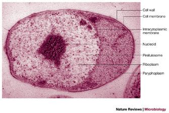Eukaryotic Cells Microscope