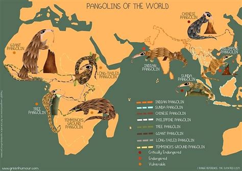 The Pangolin Map Of The World Pangolin Giant Pangolin African Pangolin